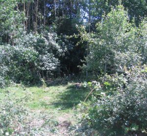 Work starts on new bridge and paths - Sandgate Conservation Society